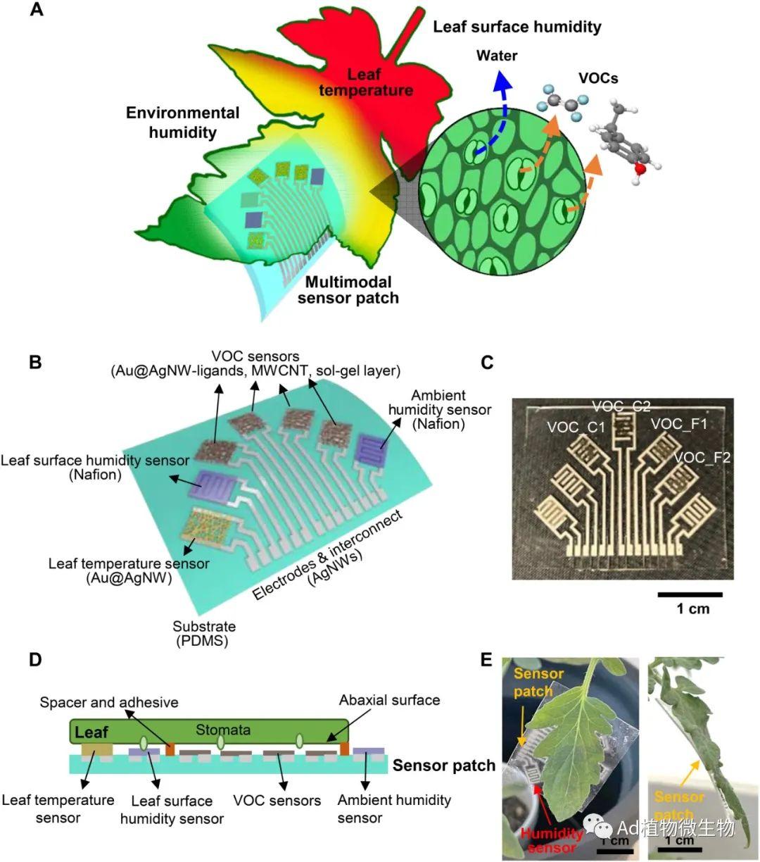 Science Advances | 研究揭示多功能传感器可检测早期植物病害和作物威胁！ - 知乎