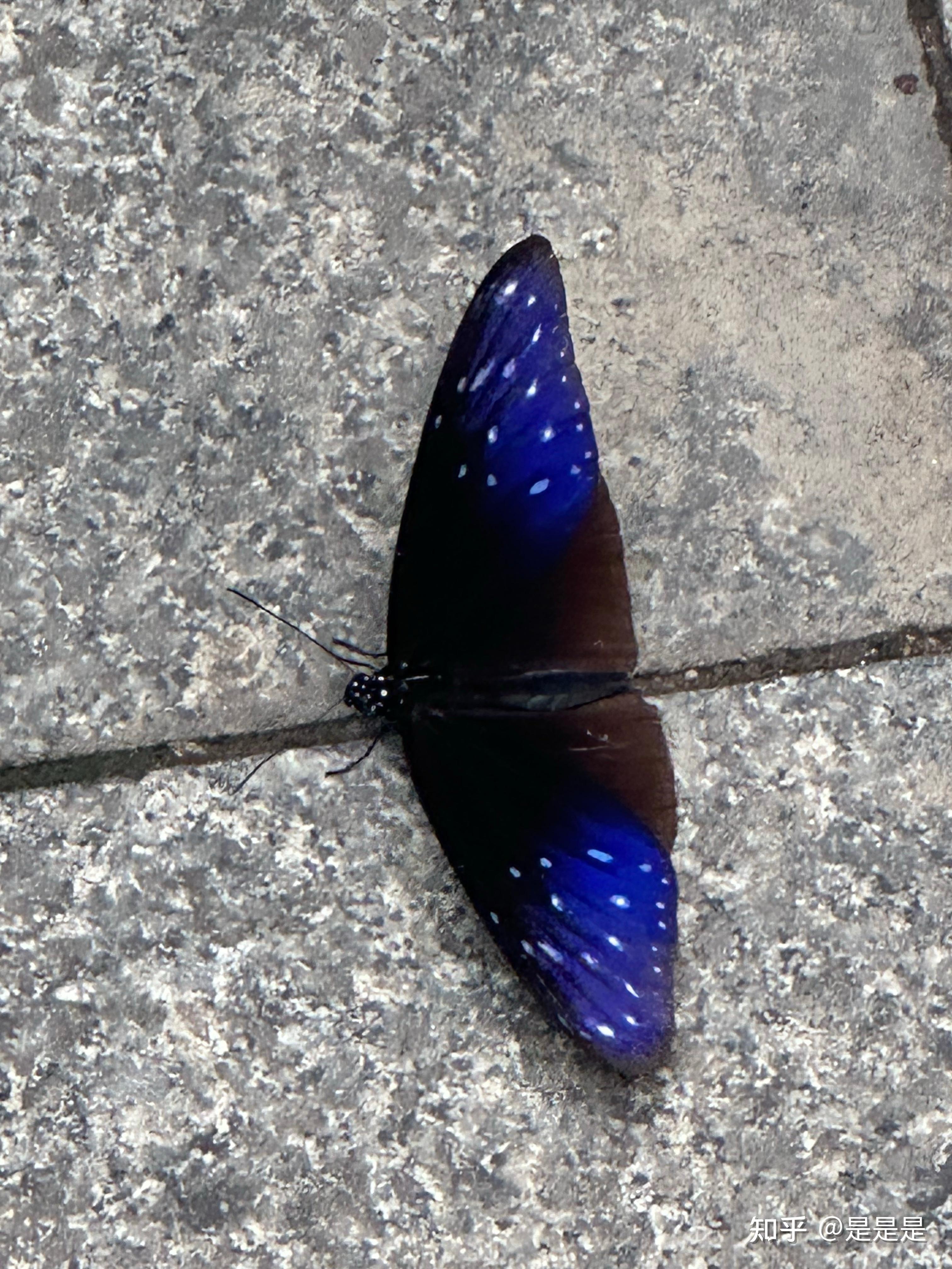 蓝点紫斑蝶 Blue-spotted Crow - 知乎