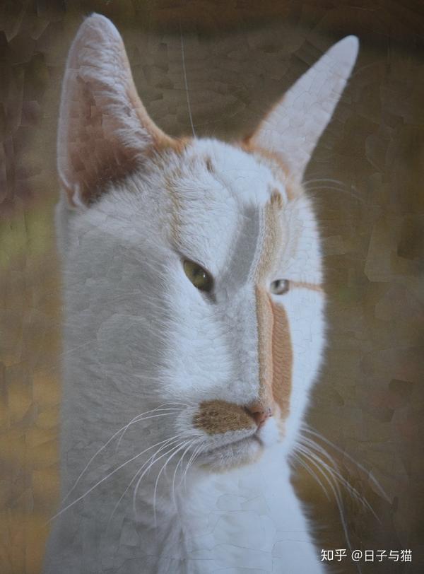 日子与猫-带你认识猫咪的超能力（中） - 知乎