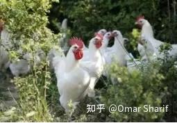 “鸡中贵族”布雷斯鸡 The Nobility of Chicken ~ Poulet de Bresse （之八） - 知乎