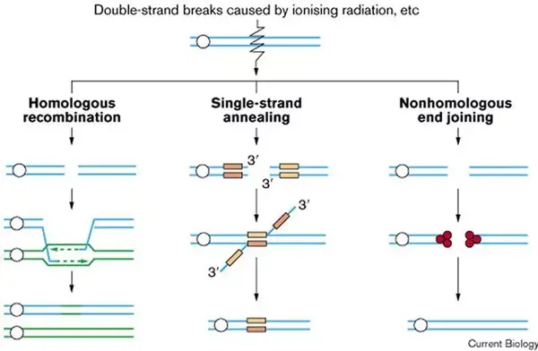 DNA损伤修复 - 知乎