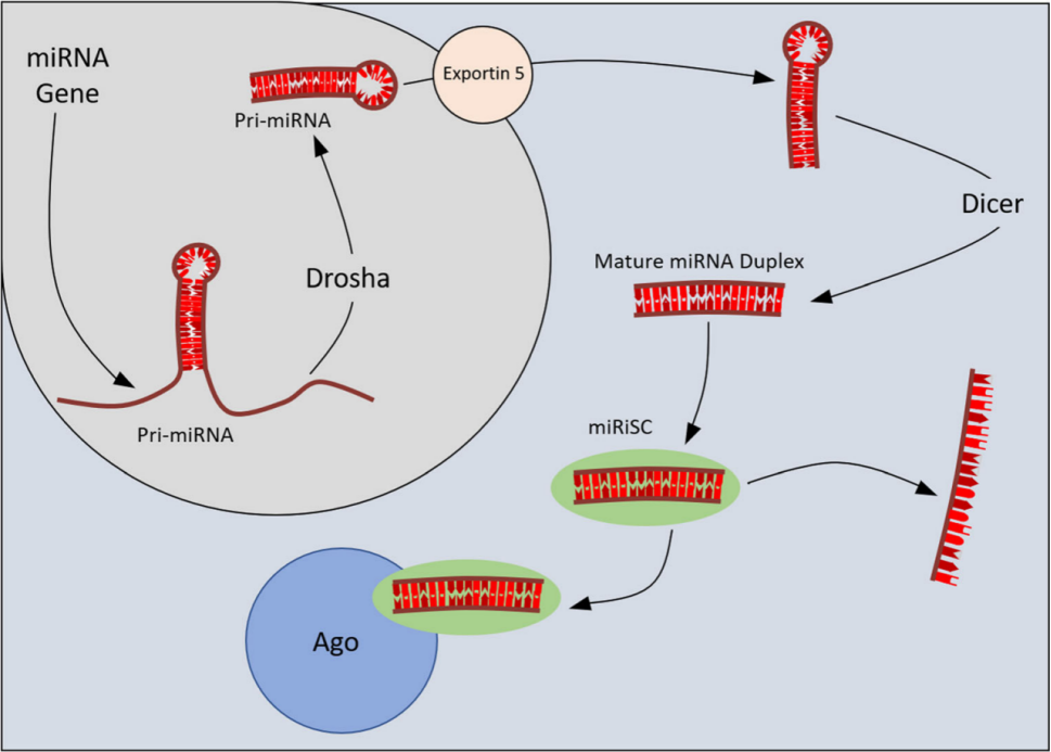 MicroRNA用于阿尔茨海默症诊断及治疗 - 知乎