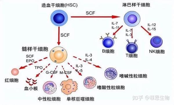 深度解析 | 集落刺激因子( CSF ) - 知乎