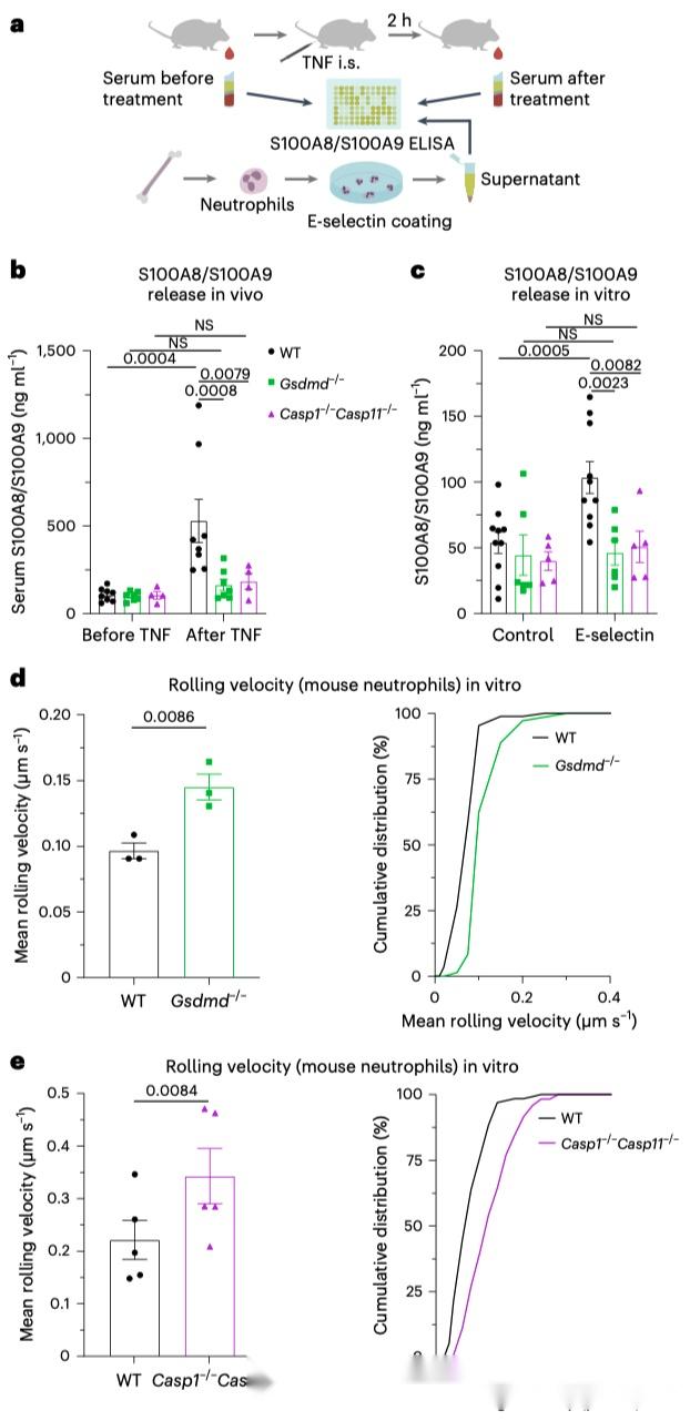 Nature Immunology丨GSDMD 孔的形成调节中性粒细胞中 S100A8/S100A9 的释放 - 知乎