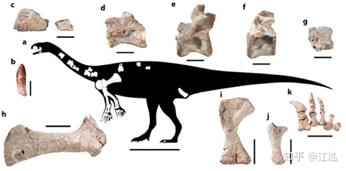 【2020中国恐龙盘点】易门彩云龙（Irisosaurus yimenensis） - 知乎
