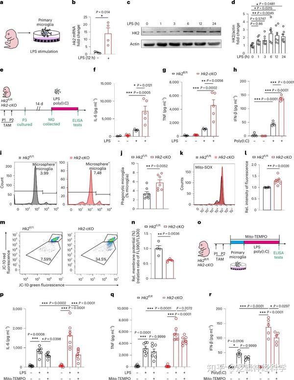 Nat Metab︱浙江大学医学院脑科学与脑医学学院高志华/段树民课题组揭示糖代谢关键酶Ⅱ型己糖激酶调控小胶质细胞功能的新机制 - 知乎