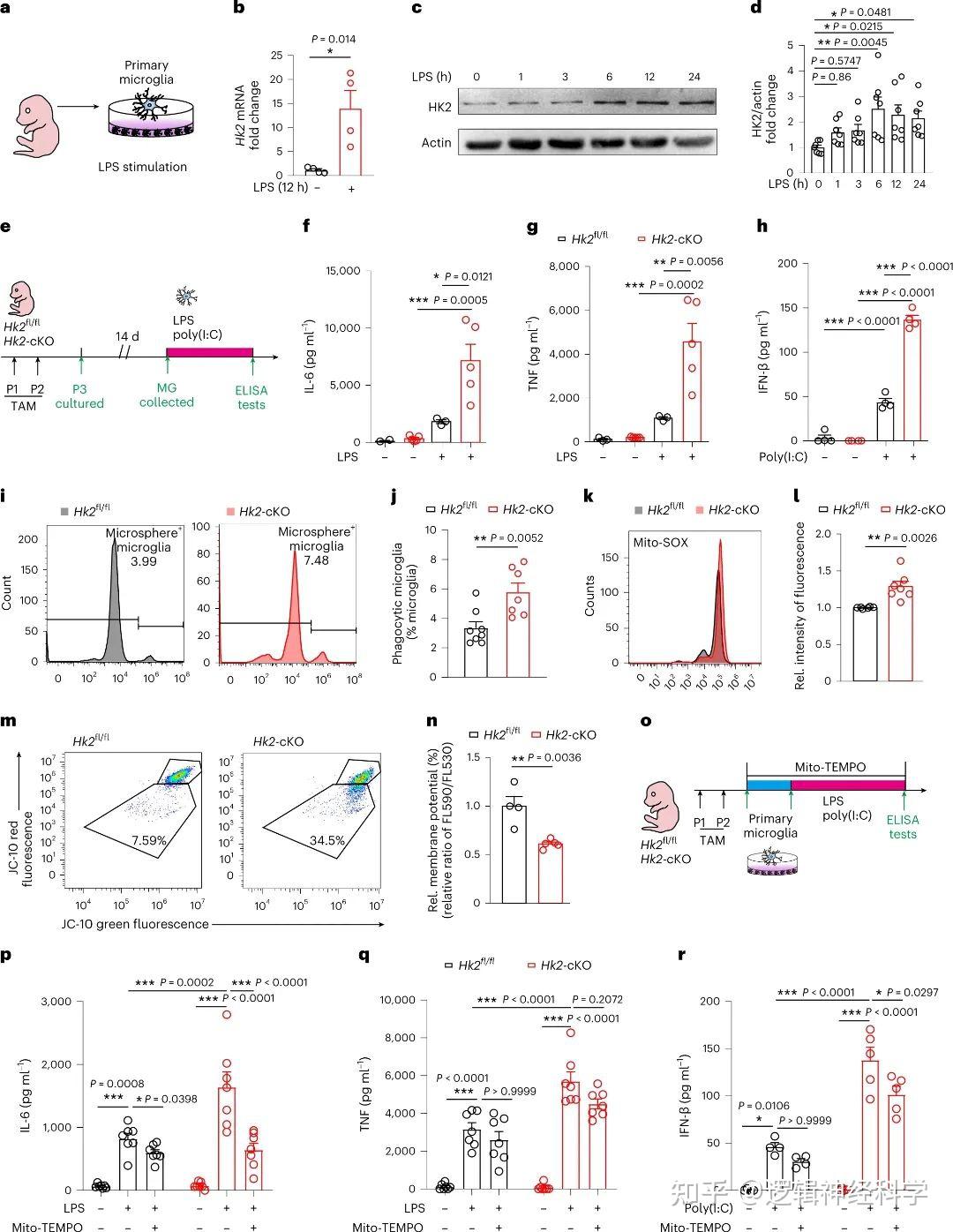 Nat Metab︱浙江大学医学院脑科学与脑医学学院高志华/段树民课题组揭示糖代谢关键酶Ⅱ型己糖激酶调控小胶质细胞功能的新机制 - 知乎