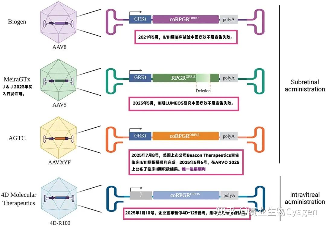历经波折的眼科明星靶点：赛业生物Rpgr KO小鼠助力药物再开发 - 知乎