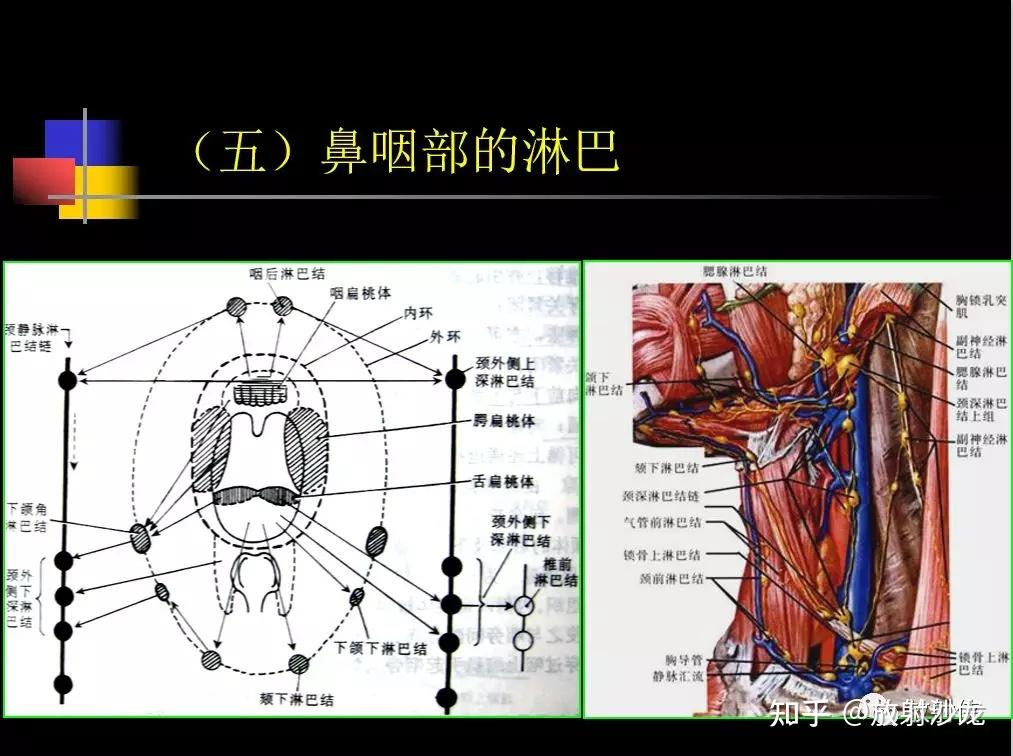 收藏必备 鼻咽部的ct详细解剖 知乎