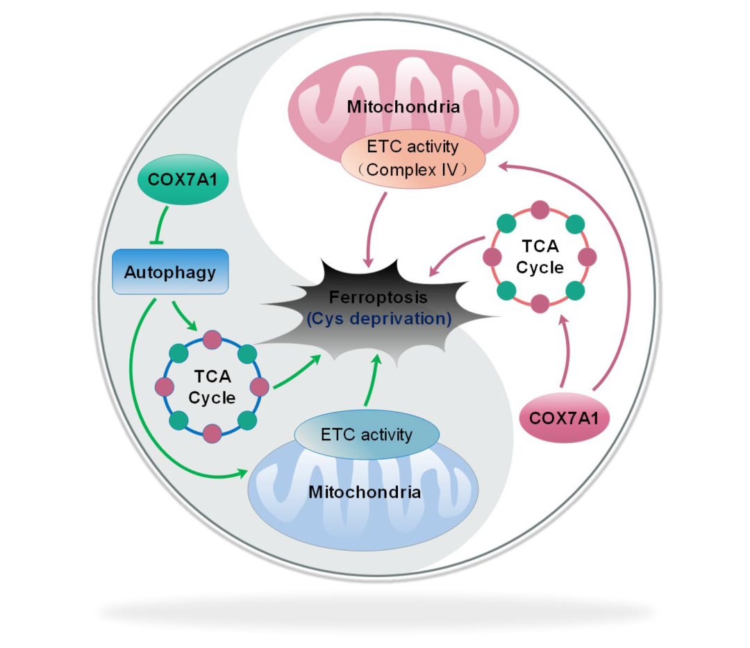 Cell Death Dis︱刘朋飞团队合作发现COX7A1通过调节线粒体代谢增强人NSCLC细胞对胱氨酸缺失诱导的铁死亡敏感性 - 知乎