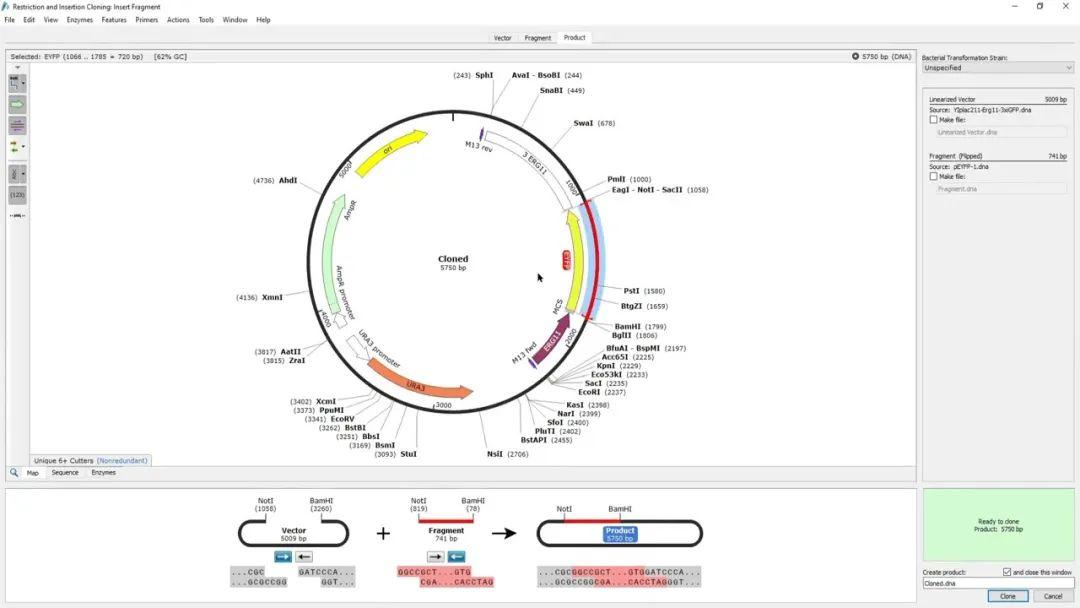 SnapGene 初学者指南 | 使用【Actions】来计划和预测你的克隆实验 - 知乎