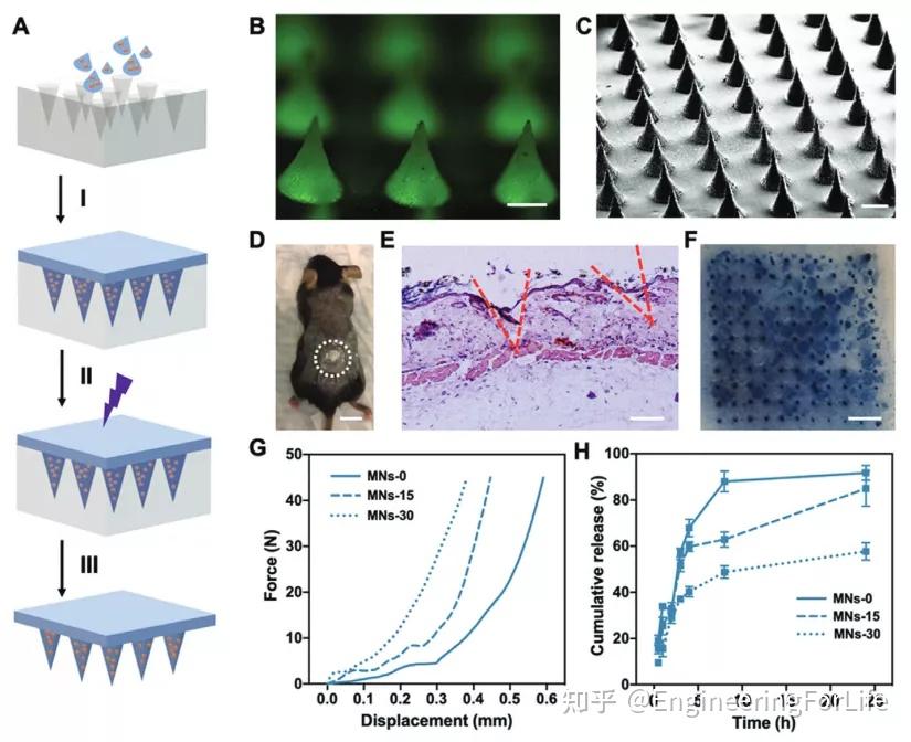 AHM：GelMA的综合运用——微针贴片+肿瘤模型 - 知乎
