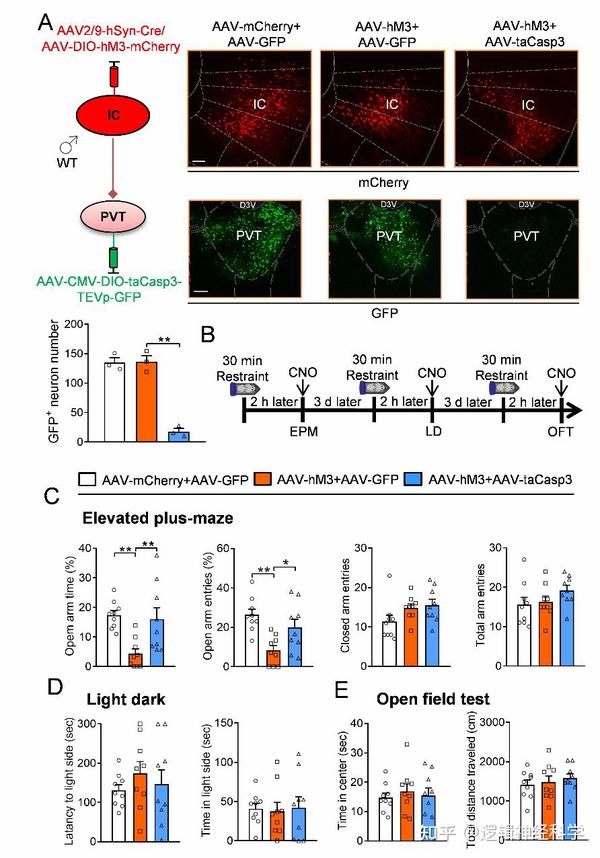 Neurobiol Dis︱李晨/李伟研究团队揭示IC→PVT→BNST神经环路调节焦虑症发病的敏感性 - 知乎