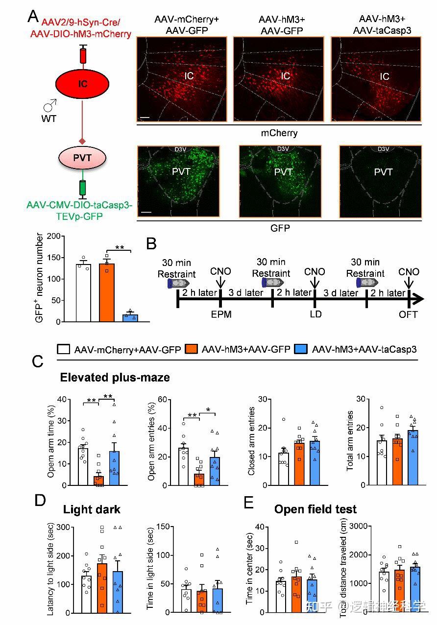 Neurobiol Dis︱李晨/李伟研究团队揭示IC→PVT→BNST神经环路调节焦虑症发病的敏感性 - 知乎