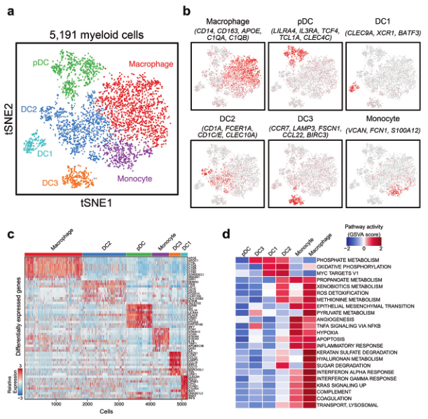 单细胞分析实录(8): 展示marker基因的4种图形（一） - 知乎