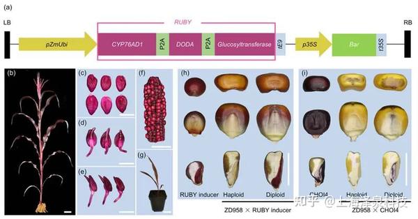PBJ：作物通用型、高效可视化单倍体鉴别系统—RUBY - 知乎