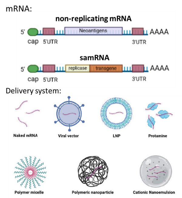 肿瘤疫苗研发进展及生物学评价 - 知乎