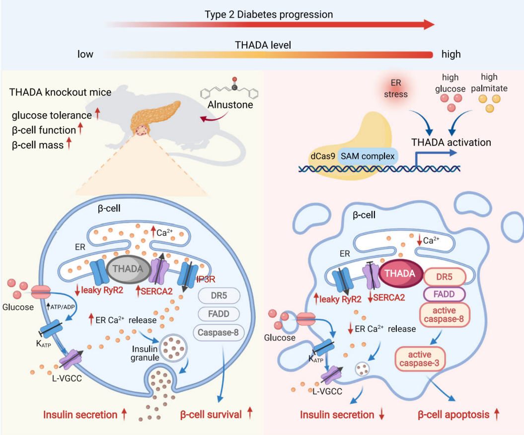 Nat Commun | 山东大学陈子江院士/赵涵教授团队发现血糖代谢调控新靶点 - 知乎