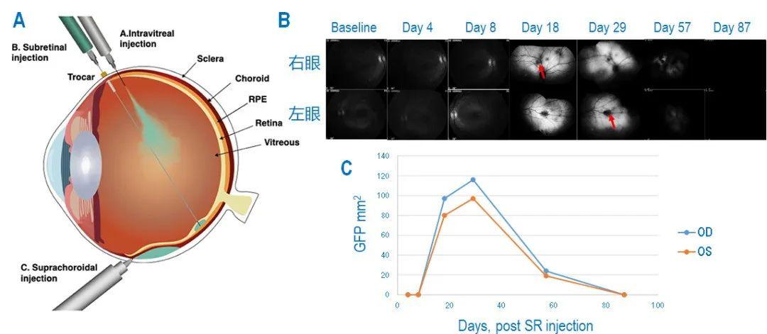 核酸类新分子临床前体内药理学 - 知乎