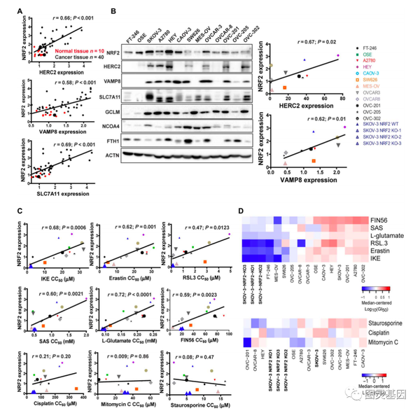 Sci Adv ｜ 铁稳态和铁死亡新机制为难治性和复发性癌症提供可能 - 知乎