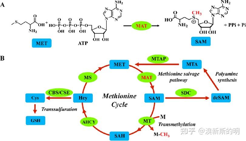 甲硫氨酸腺苷转移酶2A (MAT2A)作为抗癌靶点的结构、功能和抑制剂 - 知乎