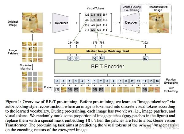 BEIT: BERT Pre-Training of Image Transformer - 知乎