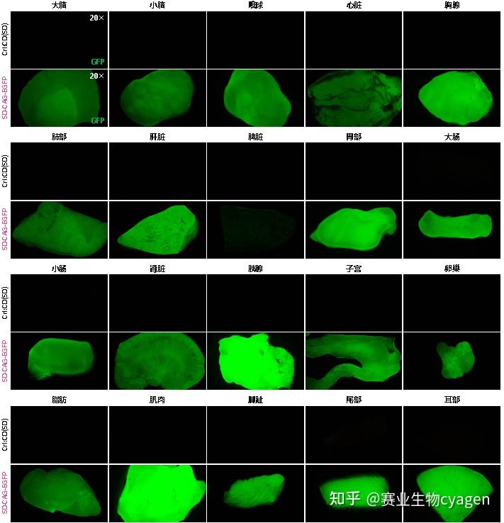 新品上架 | Reporter大鼠模型—SD-CAG-EGFP大鼠&SD-ROSA26-LSL-tdTomato大鼠 - 知乎