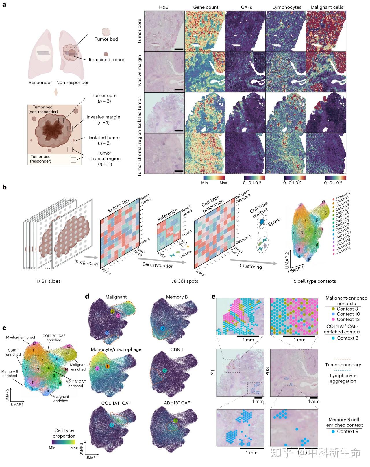 Nat Genet | 同济大学张鹏等引领肺癌免疫疗法新突破，解密肺癌耐药性机制 - 知乎