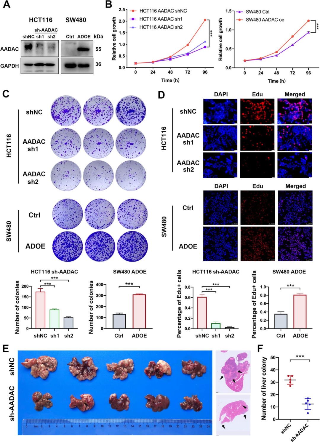 7张图，12分+！脂代谢和铁死亡，两大国自然热点的碰撞，研究思路轻松拿捏！ - 知乎