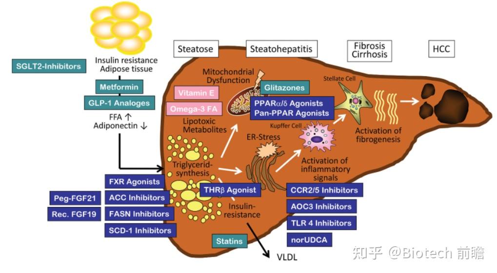 首款NASH新药III期成功，研发黑洞赛道现曙光，汇总竞争格局 - 知乎