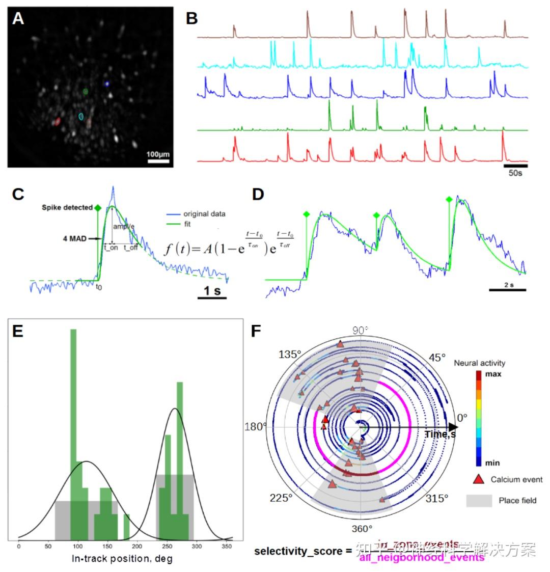 Miniscope钙成像技术揭示小鼠自由探索任务中海马位置细胞及CA1群体活动的快速调谐动态 - 知乎