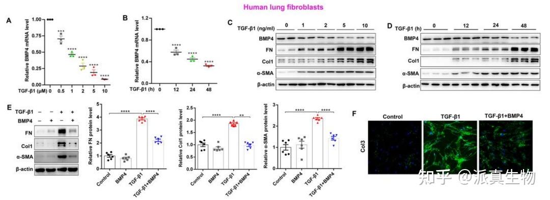 何建行/卢文菊团队：骨形态发生蛋白4 (BMP4)通过调节肺成纤维细胞的衰老和线粒体自噬抑制肺纤维化！ - 知乎