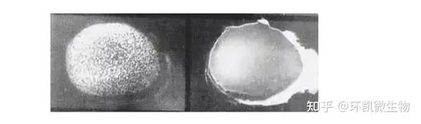 GB 4789.4-2016 沙门氏菌检测过程详解及关键控制点分析 - 知乎