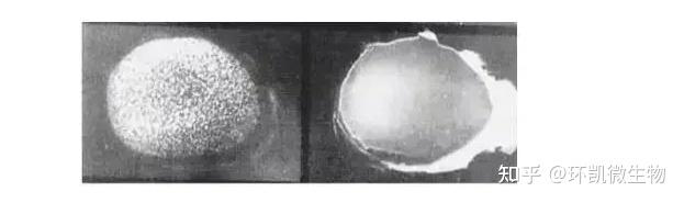 GB 4789.4-2016 沙门氏菌检测过程详解及关键控制点分析 - 知乎