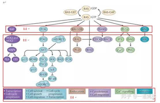 KRAS靶点的前世今生 - 知乎