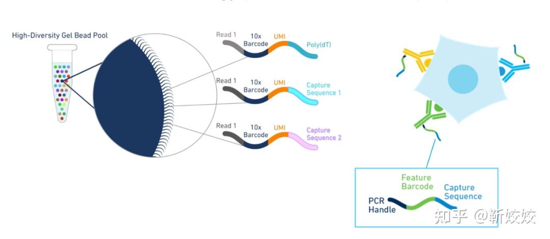 国产单细胞平台追上10x Genomics还需要做哪些努力？ - 知乎