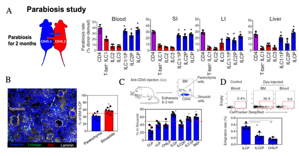 Sci Adv︱刘庆洋等揭示骨髓中ILC 前体细胞外迁机制以及其对肠道炎症中的组织保护作用 - 知乎