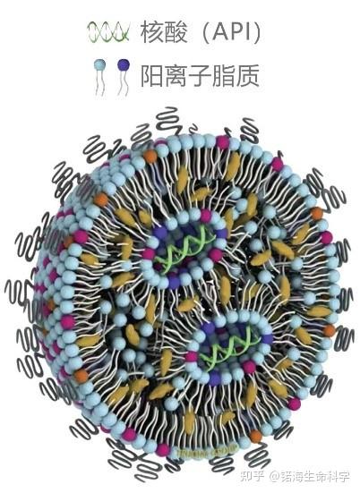 核酸脂质纳米粒科普——RNA-LNP包封率测定 - 知乎