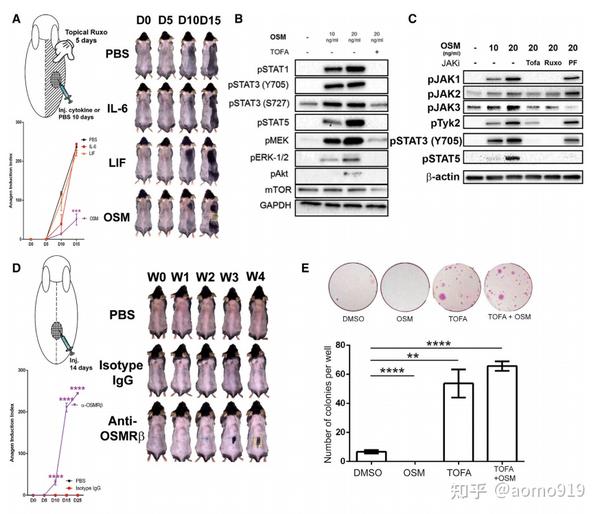 AbMole科研-一组TREM2真皮巨噬细胞分泌OSM以维持毛囊干细胞静止 - 知乎
