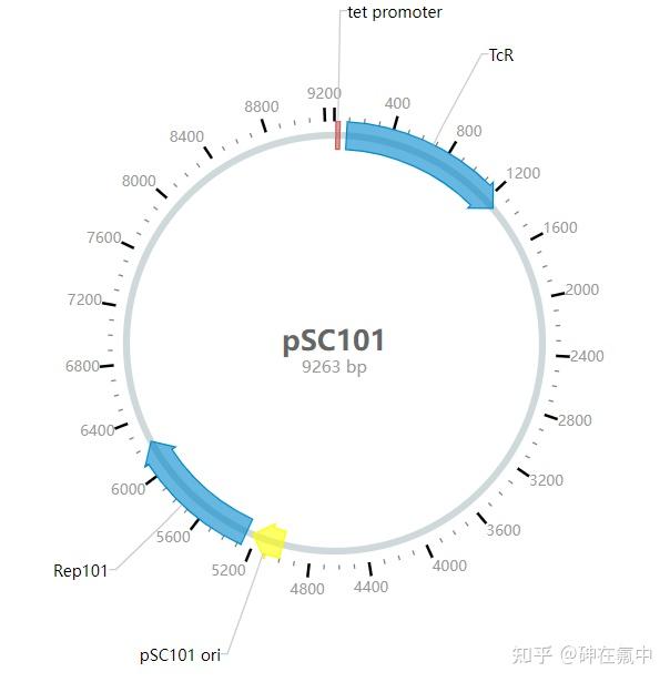 基因工程质粒载体 - 知乎