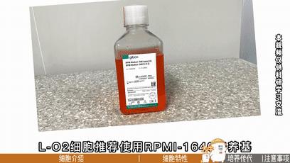 L-O2细胞培养，人正常肝细胞培养攻略-丰晖生物 - 知乎