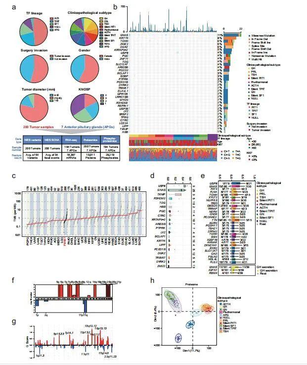 Cell Res | 大规模多组学分析发现垂体瘤组织亚型与靶点 - 知乎