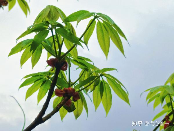 怎么用理性情绪疗法来缓解焦虑？ - 知乎