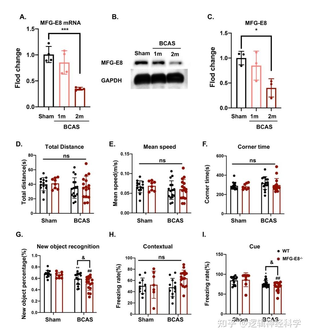 Neurosci Bull︱南京大学徐运/陈妍团队揭示MFG-E8通过吞噬髓鞘碎片改善慢性脑缺血相关认知障碍 - 知乎