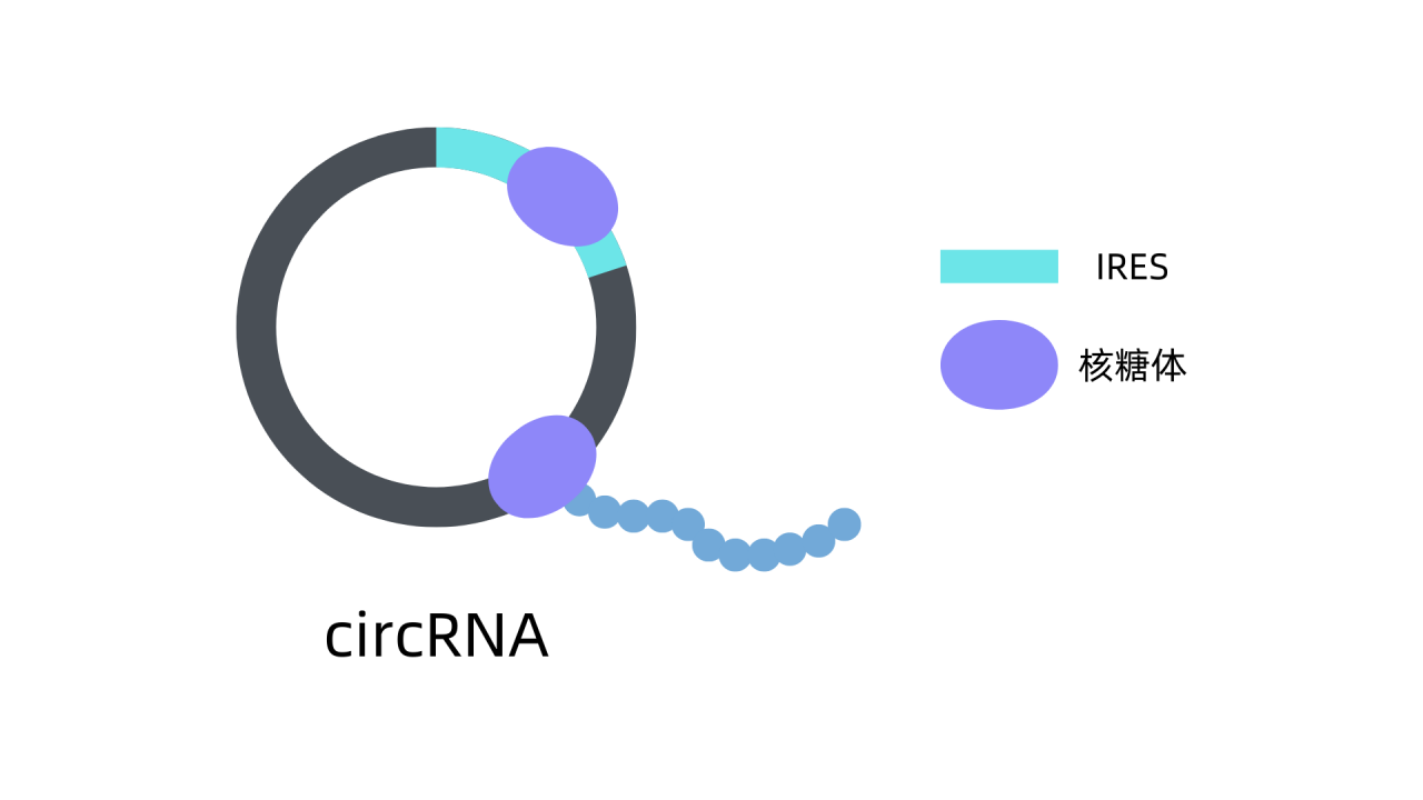 环状与线状RNA，孰优孰劣 - 知乎