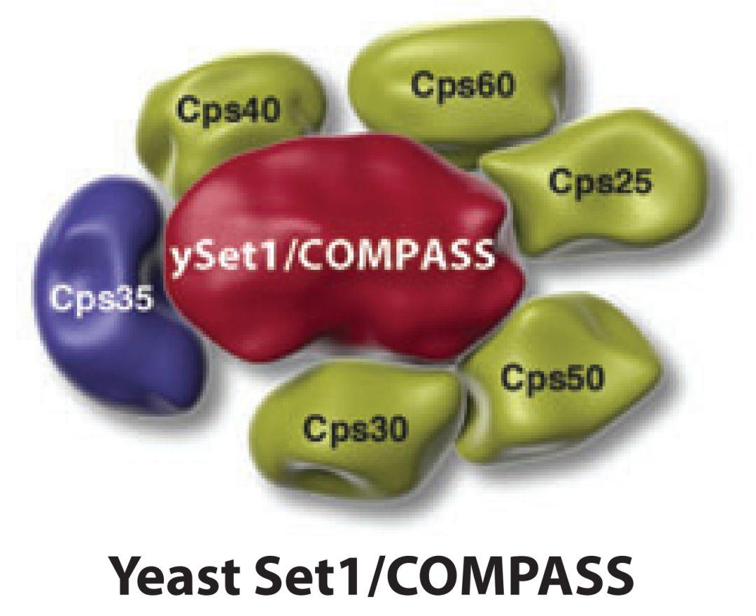 Cell背靠背丨解析H3K4甲基转移酶复合物COMPASS的分子机制——陈勇解读 - 知乎