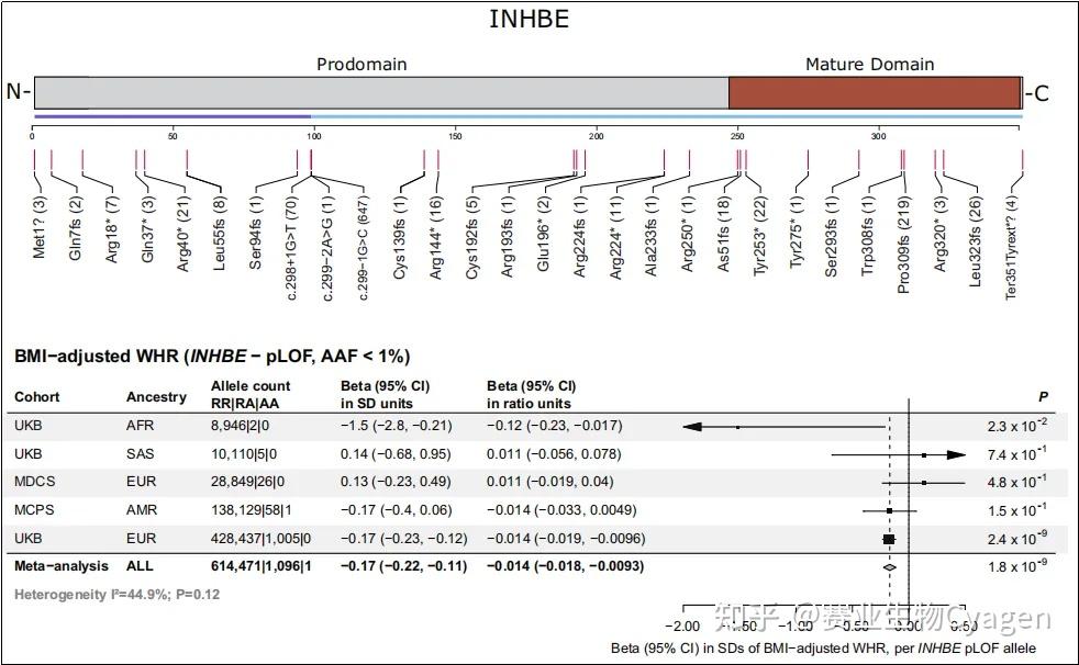 INHBE靶点人源化小鼠模型助力肥胖症siRNA疗法研究 - 知乎