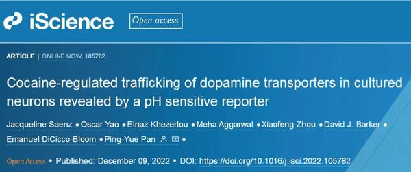 iScience︱研究毒品可卡因产生兴奋和成瘾机制的新工具：潘平越课题组开发出监测神经元上多巴胺转运体动态时空分布的强大工具 - 知乎
