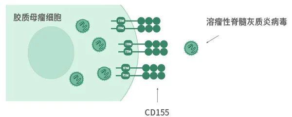 CD155，下一个PD-L1？ - 知乎