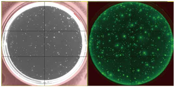 ClonePix 2系统在杂交瘤细胞筛选中的应用 - 知乎